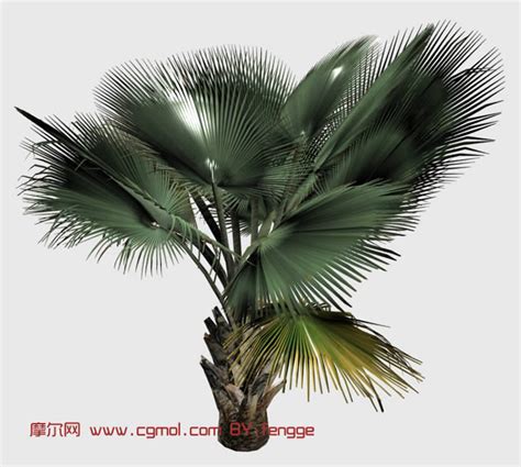 棕榈树3d模型 树木模型模型下载 摩尔网cgmol