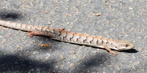 Jigsaw Puzzle Alligator Lizard Discovery Lake San Marcos California 28 Pieces Jigidi