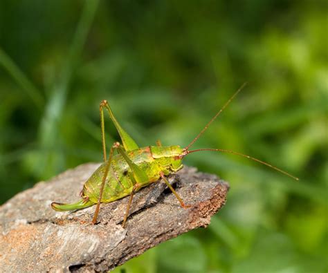 Grasshopper Repellent Plants 5 Plants That Naturally Deter Homes And