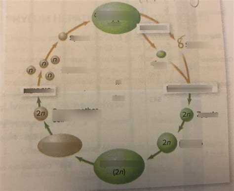 Quiz Diagram Quizlet