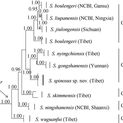 Bayesian Inference Tree Based On Barcoding Coi Data Of The Tibetan