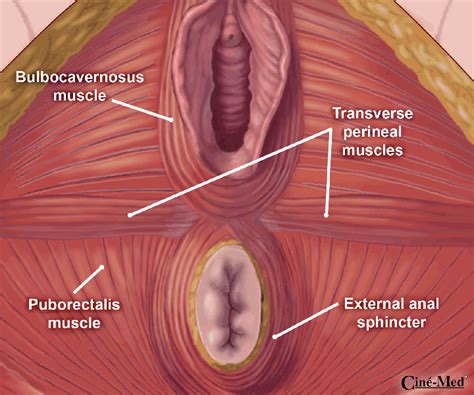 Third And Fourth Degree Lacerations After Vaginal Delivery Cancer