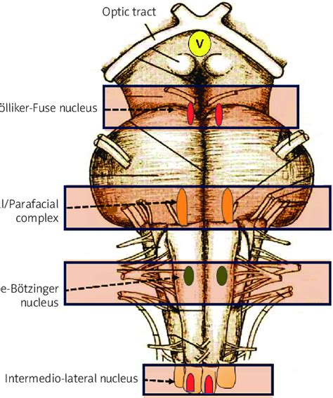 Schematic Representation Of The Localization Of The Main Respiratory Download Scientific