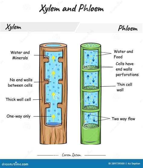 Xylem And Phloem Water And Minerals Transportation System Outline