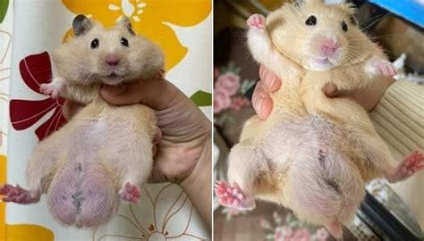 이상한 햄스터 잡담 네오라보