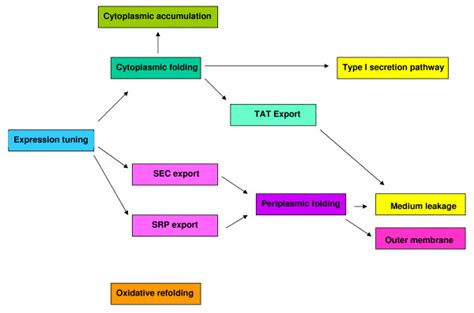 Protein Production Flow Chart A Visual Reference Of Charts Chart Master