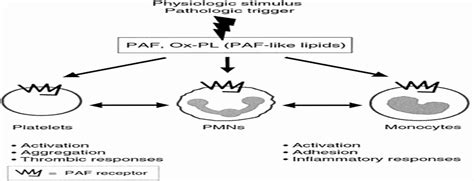 The Platelet Activating Factor Signaling System And Its Regu