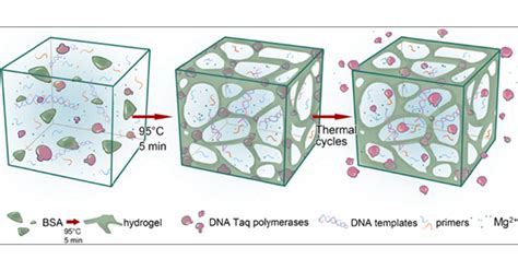 Prolonged Linear Amplification Of Qpcr For The Correction Of Amplification Variation And The