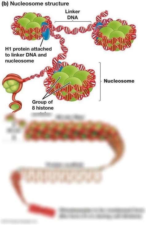 Solution Nucleosome Structure Studypool