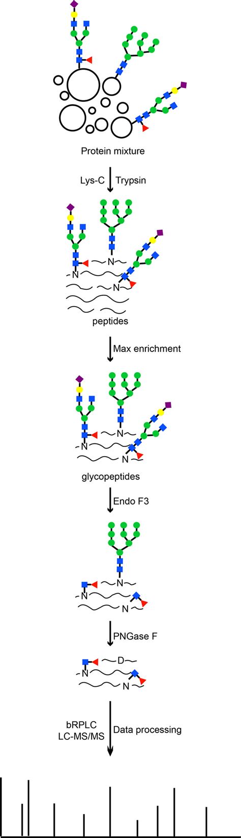 Characterization Of Core Fucosylation Via Sequential Enzymatic