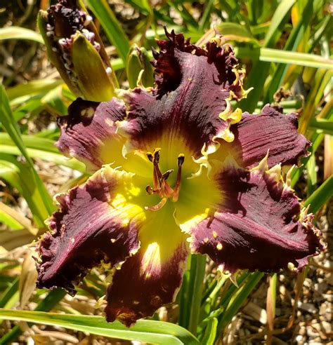Earthly Treasures Daylily Garden Black Wolf