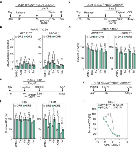 Transcription Replication Conflicts Underlie Sensitivity To Parp