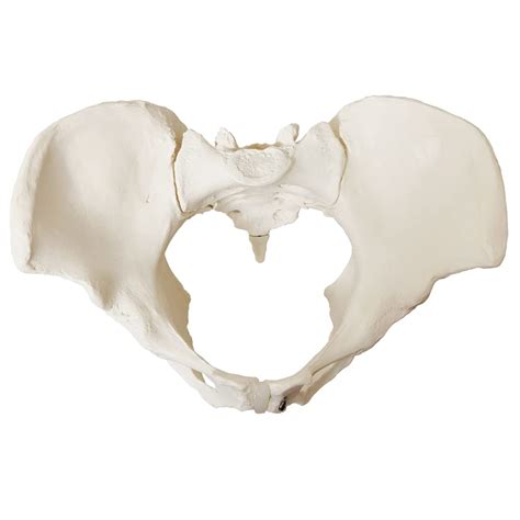 Pelvis Skeleton Diagram Human Male Pelvis Skeleton Model 3b Smart