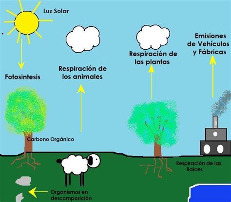 Ciclo Del Carbono Para Colorear