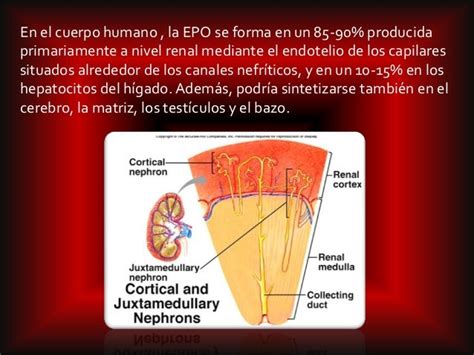 Regulación Renal De Eritropoyesis