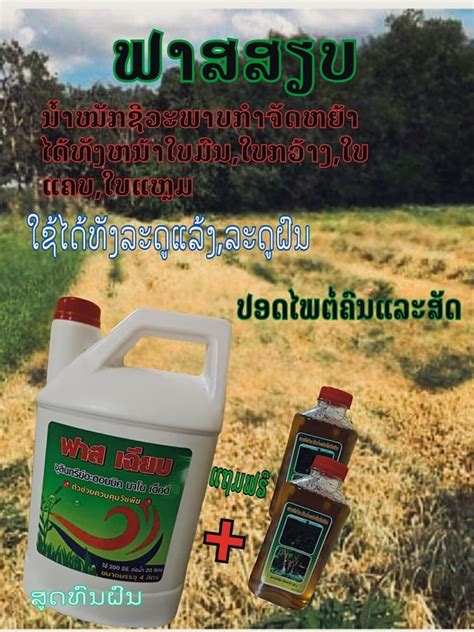 ເພັງປະຈຳໂຮງຮຽນ ສາວຄູລຽວໂຕວ໌ງາມຫຼາຍ ນັກຮຽນກໍ່ໜ້າຮັກ ວັນເພັງ ວົງປະເສີດ Facebook