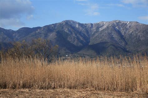 枯れ葦の画像 3 119 件の Stock 写真ベクターおよびビデオ Adobe Stock