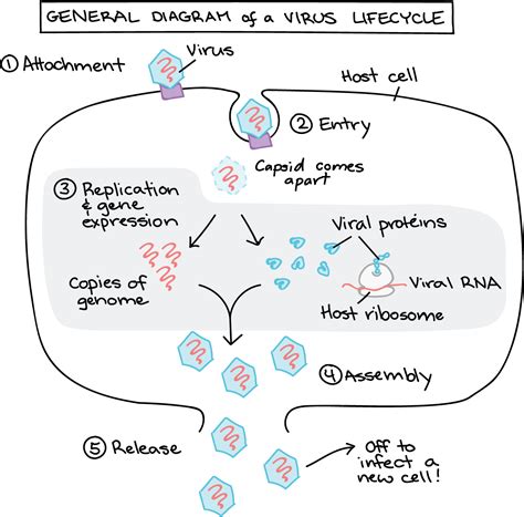 Role Of Phagocytes In Innate Or Nonspecific Immunity Ciclo De Vida
