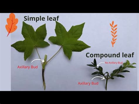 Types Of Leaves Simple And Compound Leaves Pinnately And Palmately Compound Leaves Examples