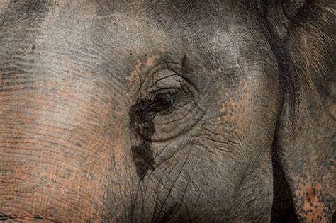 눈물과 함께 슬픈 눈 코끼리가 닫힙니다 야생 생활의 감정적 인 포착 주름진 질감의 피부 0명에 대한 스톡 사진 및 기타 이미지