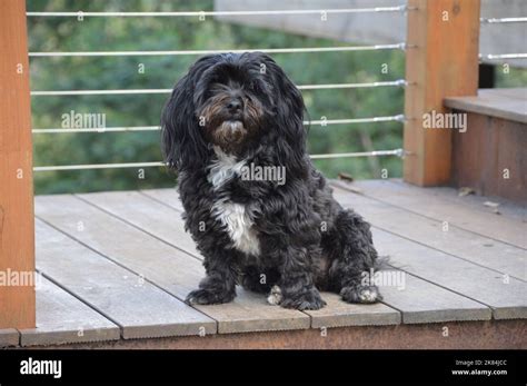Black Maltese Poodle Mix Maltipoo Characteristics Appearance Price