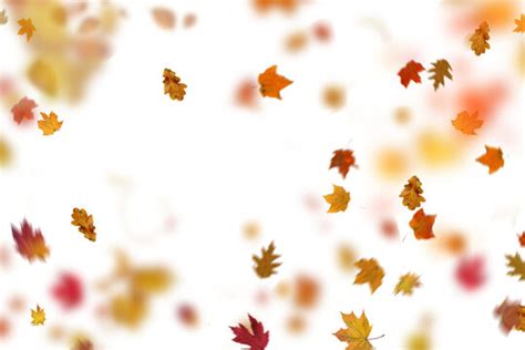 Animated Falling Leaves Background