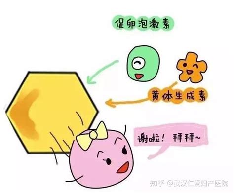 听得多懂得少的性激素六项你知道为什么要查吗 知乎