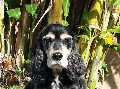 9 Oldest Cocker Spaniels Ever Lived