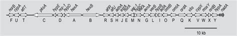 Schematic Of The Aflatoxin Gene Cluster Genomic Nomenclature At Top Of Download Scientific