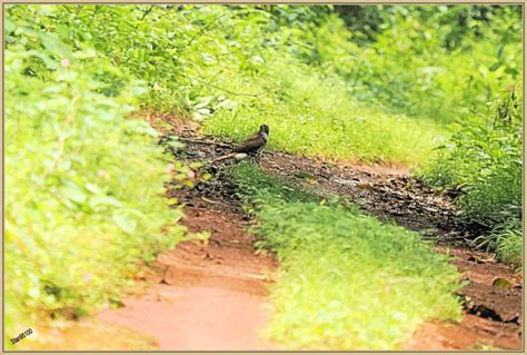 Autour à Longue Queue Urotriorchis Macrourus Oiseaux Balades