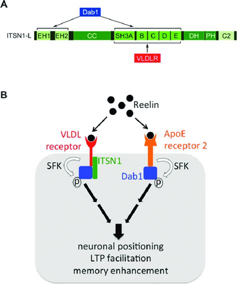 Fig S1 The Role Of Itsn1 In Reelin Signaling In The Forebrain A Download Scientific