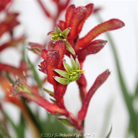 Anigozanthos Bush Inferno Kangaroo Paw Red 140mm Southern Plants