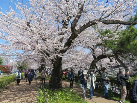 千鳥ヶ淵の桜