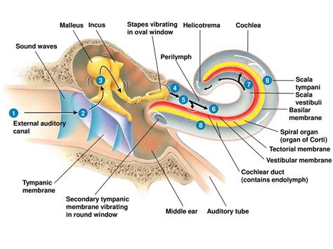 Events In The Stimulation Ppt Download