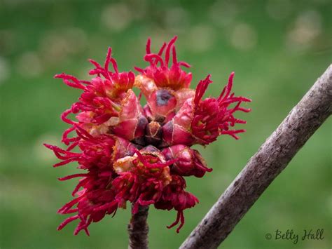 Red Maple Flowers Betty Hall Photography