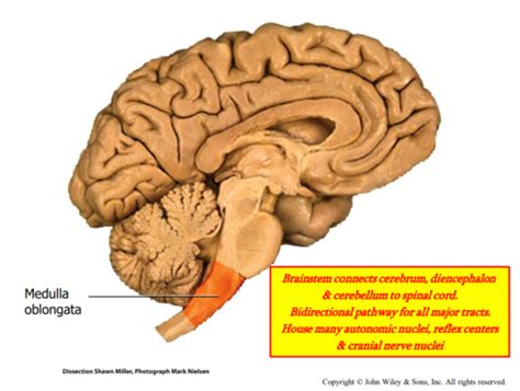 Anatomy 1 Lec Brain Flashcards Quizlet