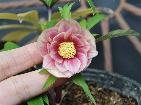 【未使用】 016 Ddイリュージョン ★ 開花株 クリスマスローズ 大木ナーセリー 【 脇芽あり 】株分けの落札情報詳細 Yahoo オークション落札価格検索 オークフリー