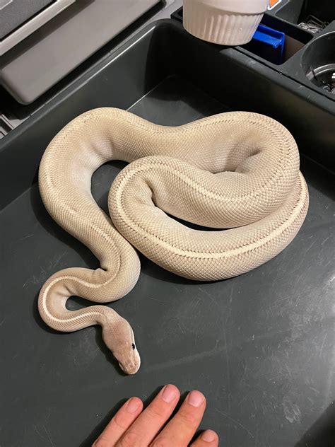 Purple Passion Cypress Het Hypo Poss Het Clown Ball Python By Sundeyle Reptiles Morphmarket