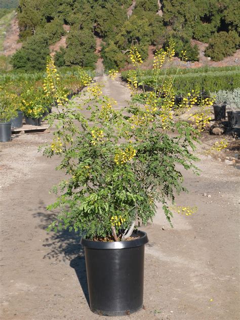 Caesalpinia Mexicana Tree