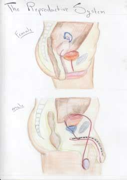 Grade Physiology Waldorf Teacher Resources