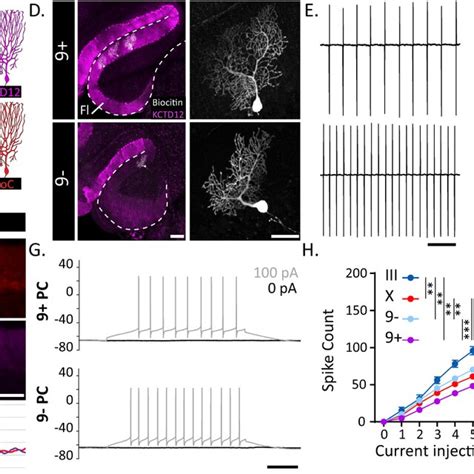 Monosynaptic Rabies Tracing From Neural Subpopulations In The