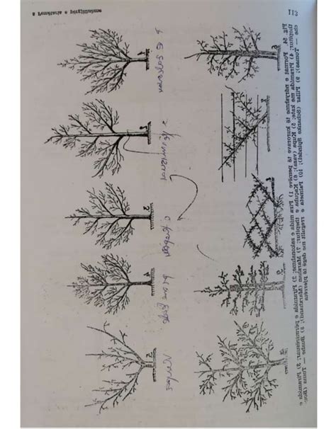 Fomat E Kurorave Shpresa Devaja Ppt