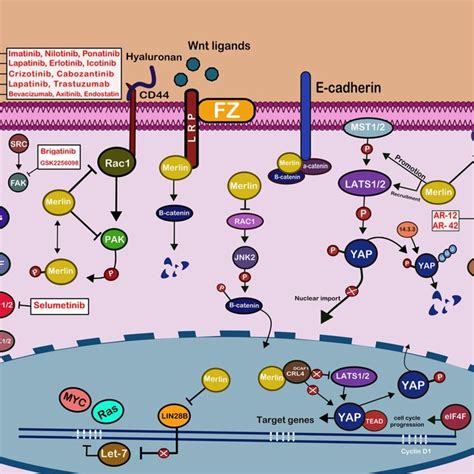 A Schematic Depiction Of Protein Domain Structure And States Merlin A Download Scientific