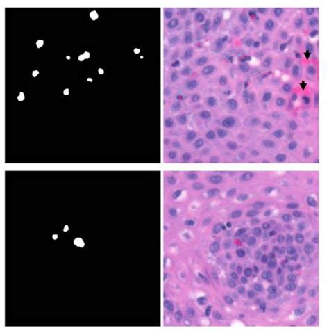 Segmentation Results Using Multispectral Information The Segmentation