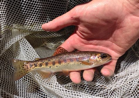 Redband Trout Rainbow Trout A Comprehensive Species Guide