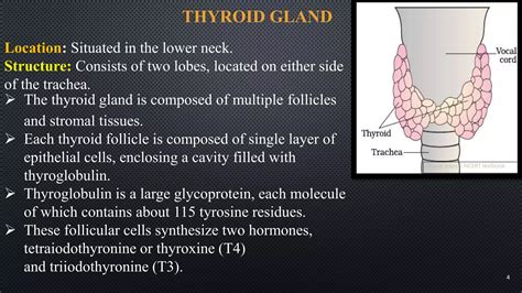 Thyroxine And Anti Thyroids Drugs Slideshare Pptx