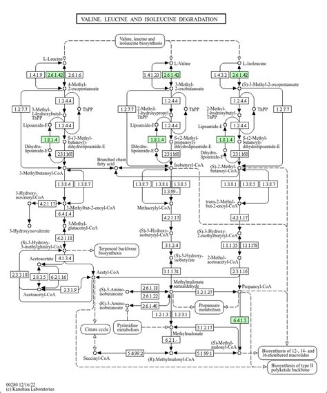 Kegg Pathway Valine Leucine And Isoleucine Degradation