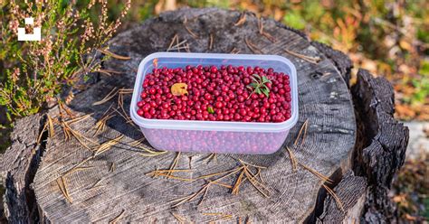 나무 그루터기 위에 열매를 가득 담은 플라스틱 용기 사진 Unsplash의 무료 과일 이미지