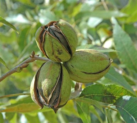 Desert Gardener Plant A Pecan A Nut Tree That Grows Well In El Centro