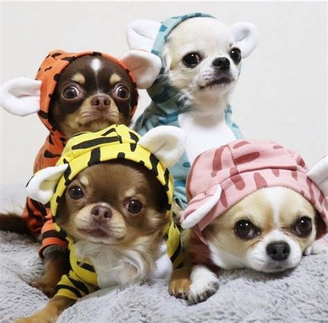Cute Chihuahua Costumes